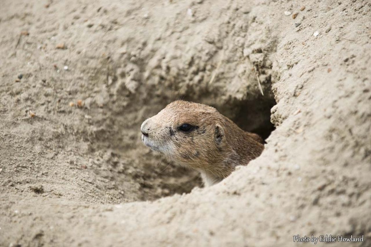 Black Tailed Prairie Dogs in South East | Black Tailed Prairie Dogss in ...