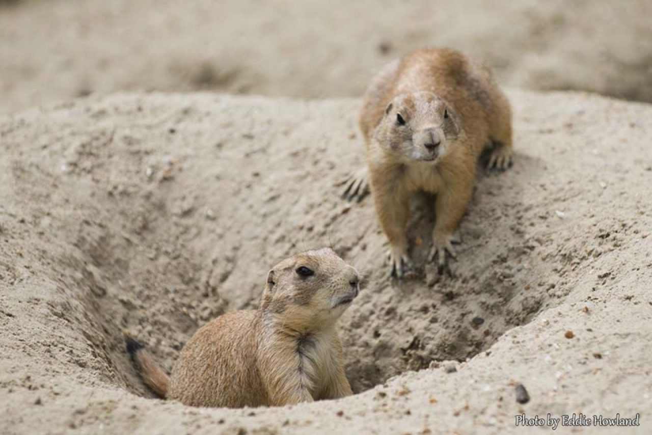 Black Tailed Prairie Dogs in South East | Black Tailed Prairie Dogss in ...