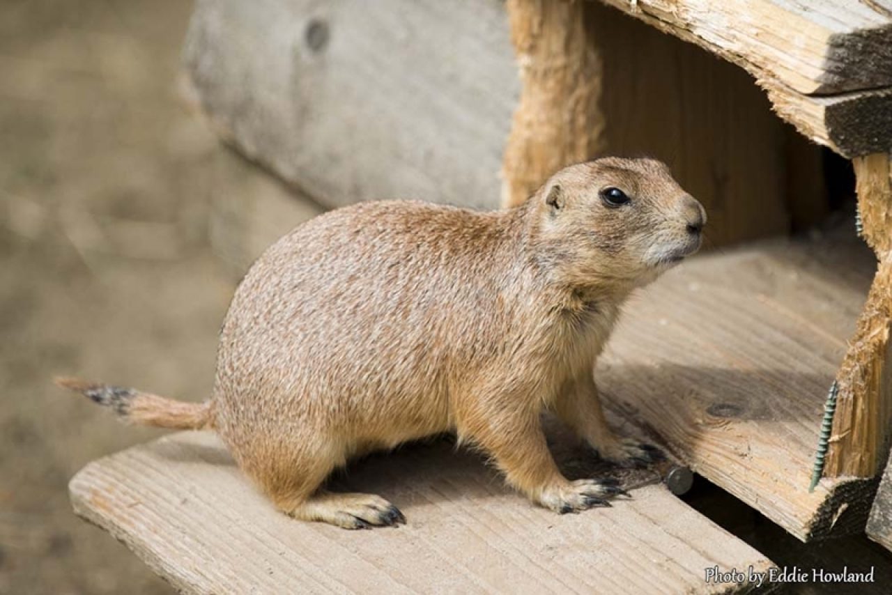 Black Tailed Prairie Dogs in South East | Black Tailed Prairie Dogss in ...