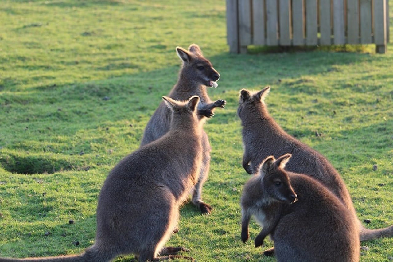 Best Wallaby in South East | Best Wallaby in East Sussex | Knockhatch ...