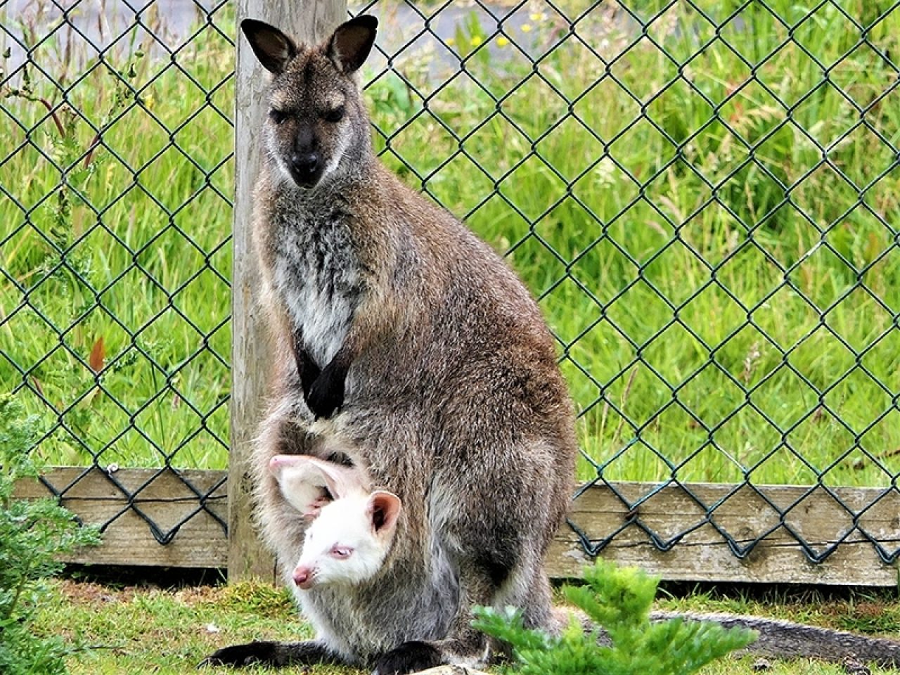 Best Wallaby in South East | Best Wallaby in East Sussex | Knockhatch ...