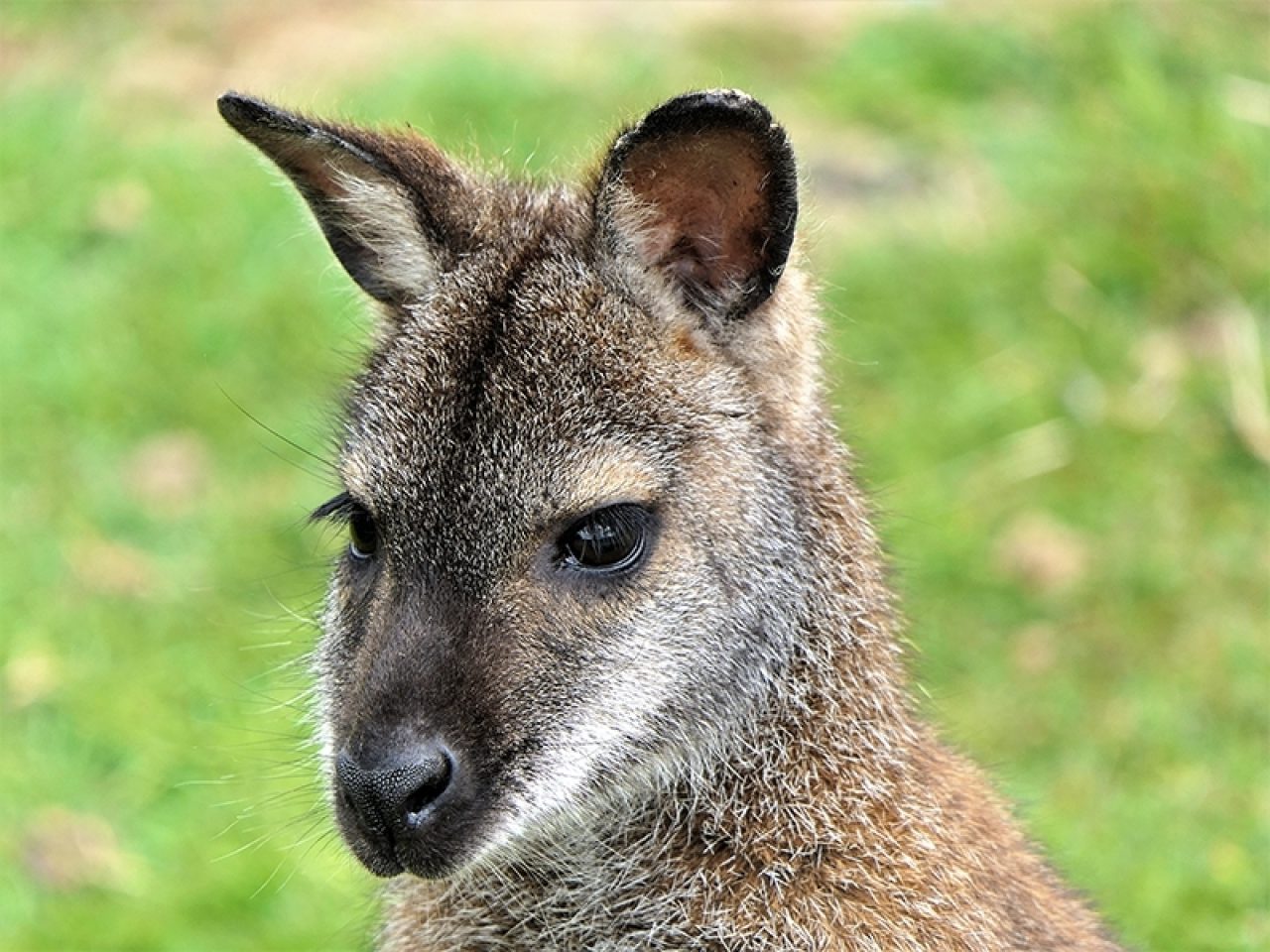 Easter Fun - Knockhatch Adventure Park