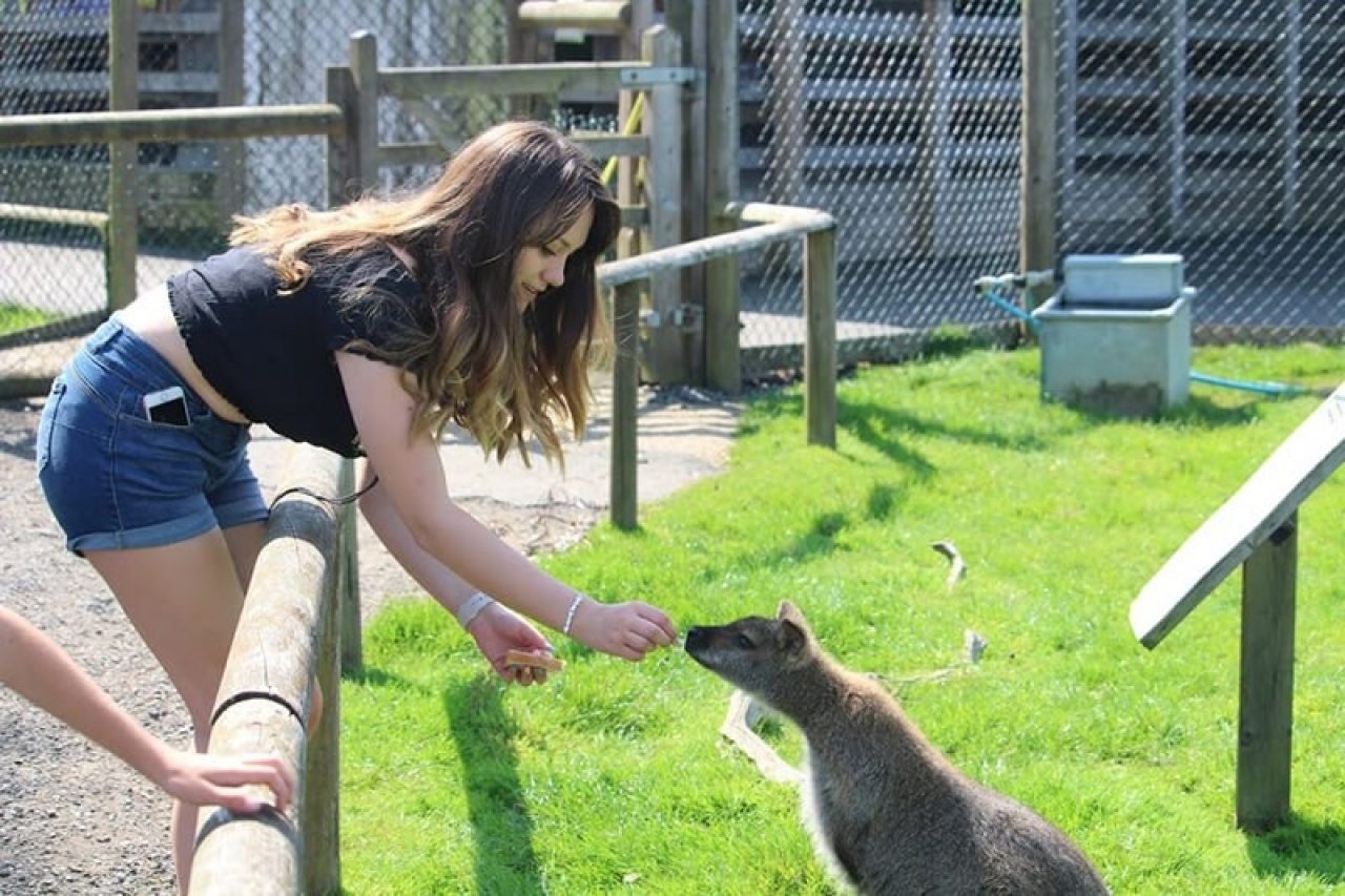 Animals | Knockhatch Adventure Park - Knockhatch Adventure Park